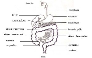 L’hygiène intestinale 3ème pilier - Association Kousmine Française